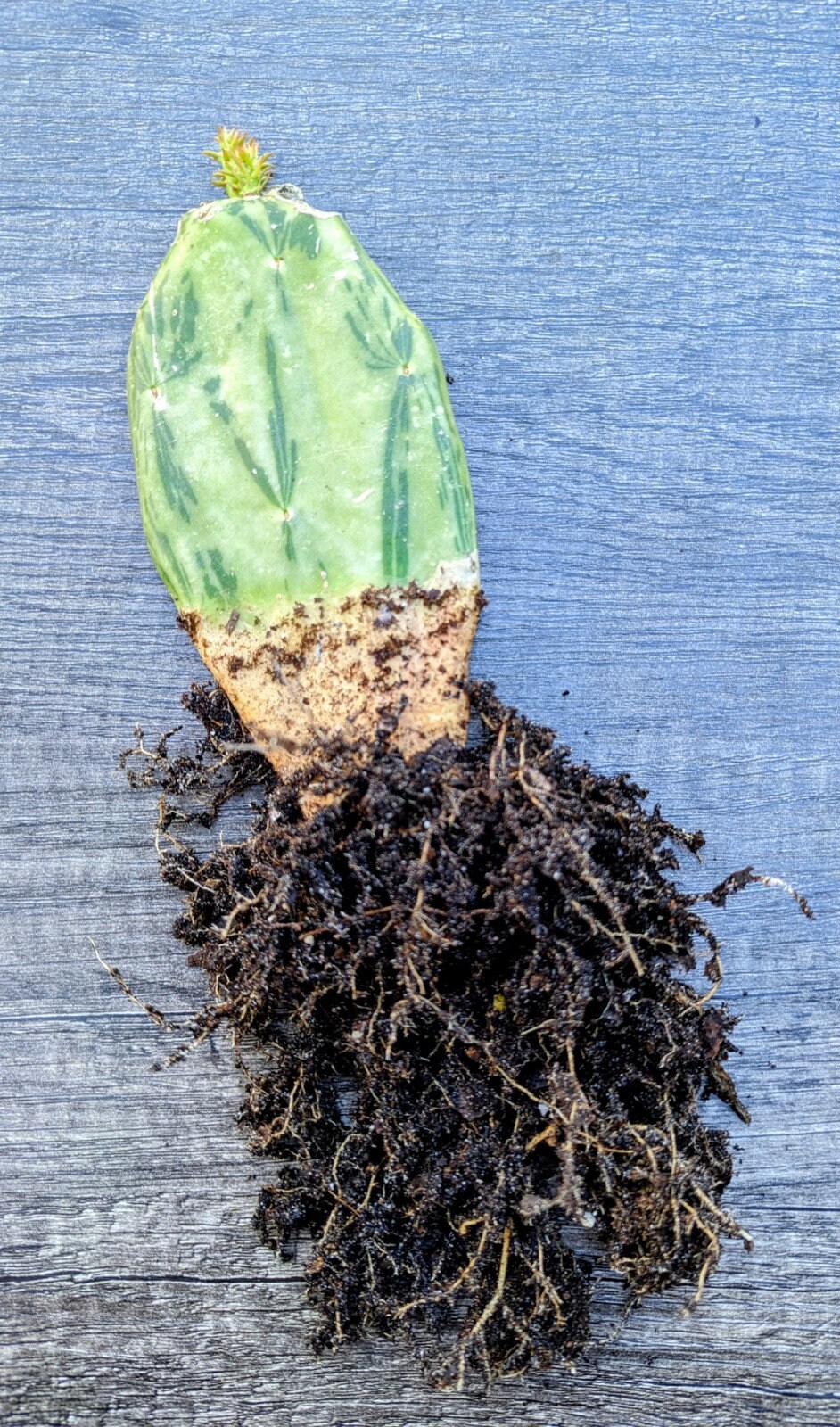 Variegated Spineless Prickly Pear Pad - Etsy