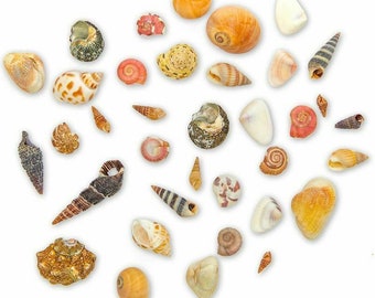 Mixed Nassa Shells-white/tan Small Shells-beach Home Decor-crafting ...