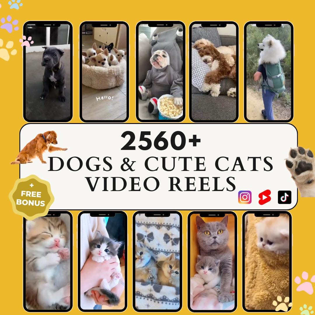 Dog Reels Cute Cats Video Reels Bundle Animal Reels Faceless Video ...