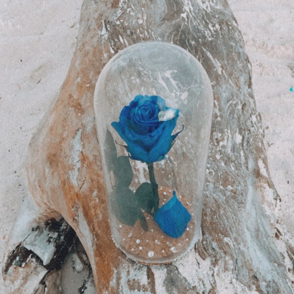 Beauty and the Beast Rose Under Glass - Etsy