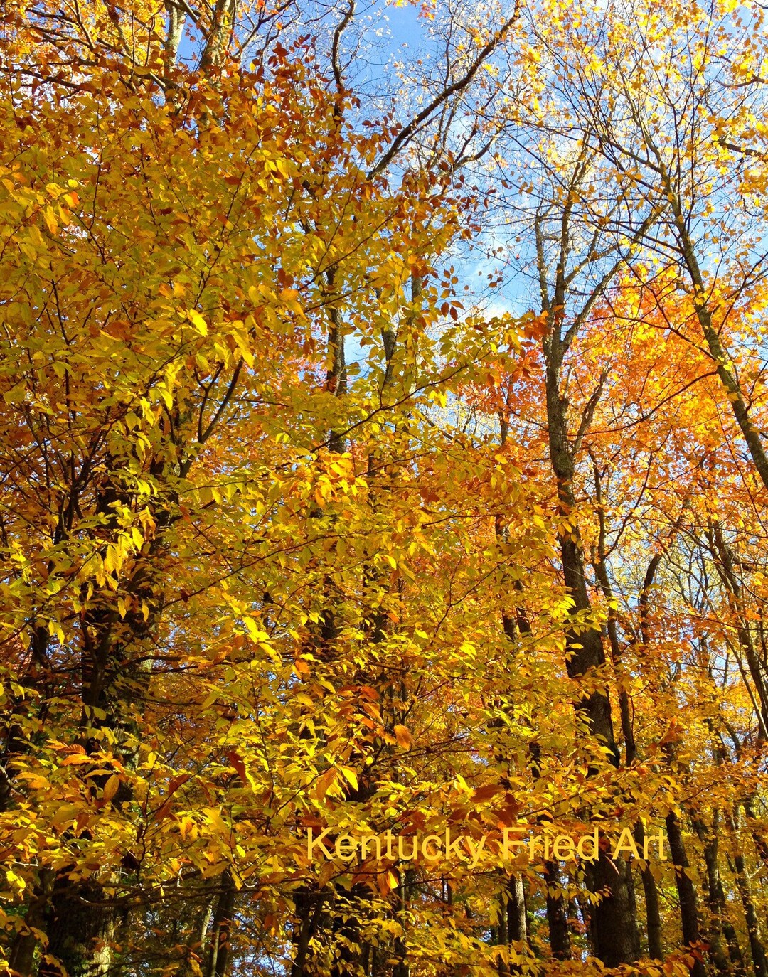 Golden Leaf Trees Photography Print 11x14 - Etsy