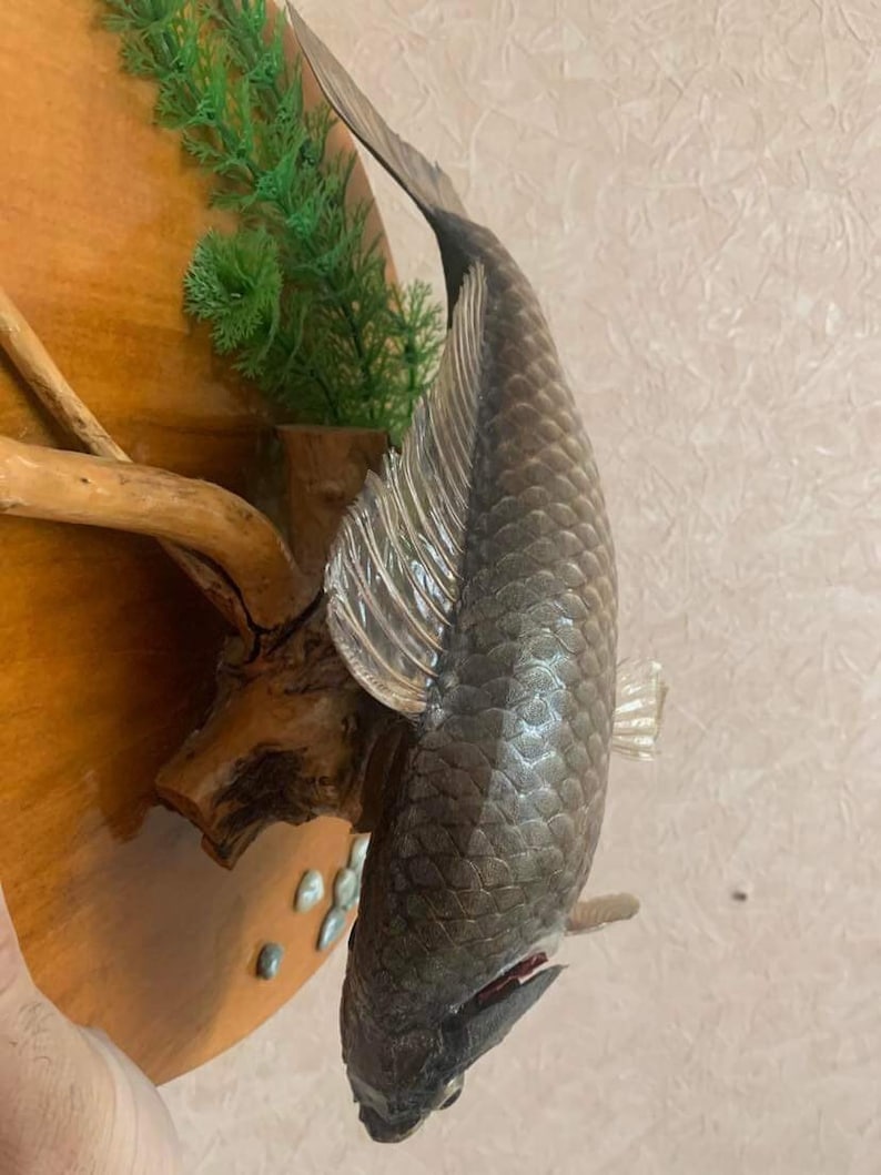 Mount 3D Carp Taxidermy - Etsy