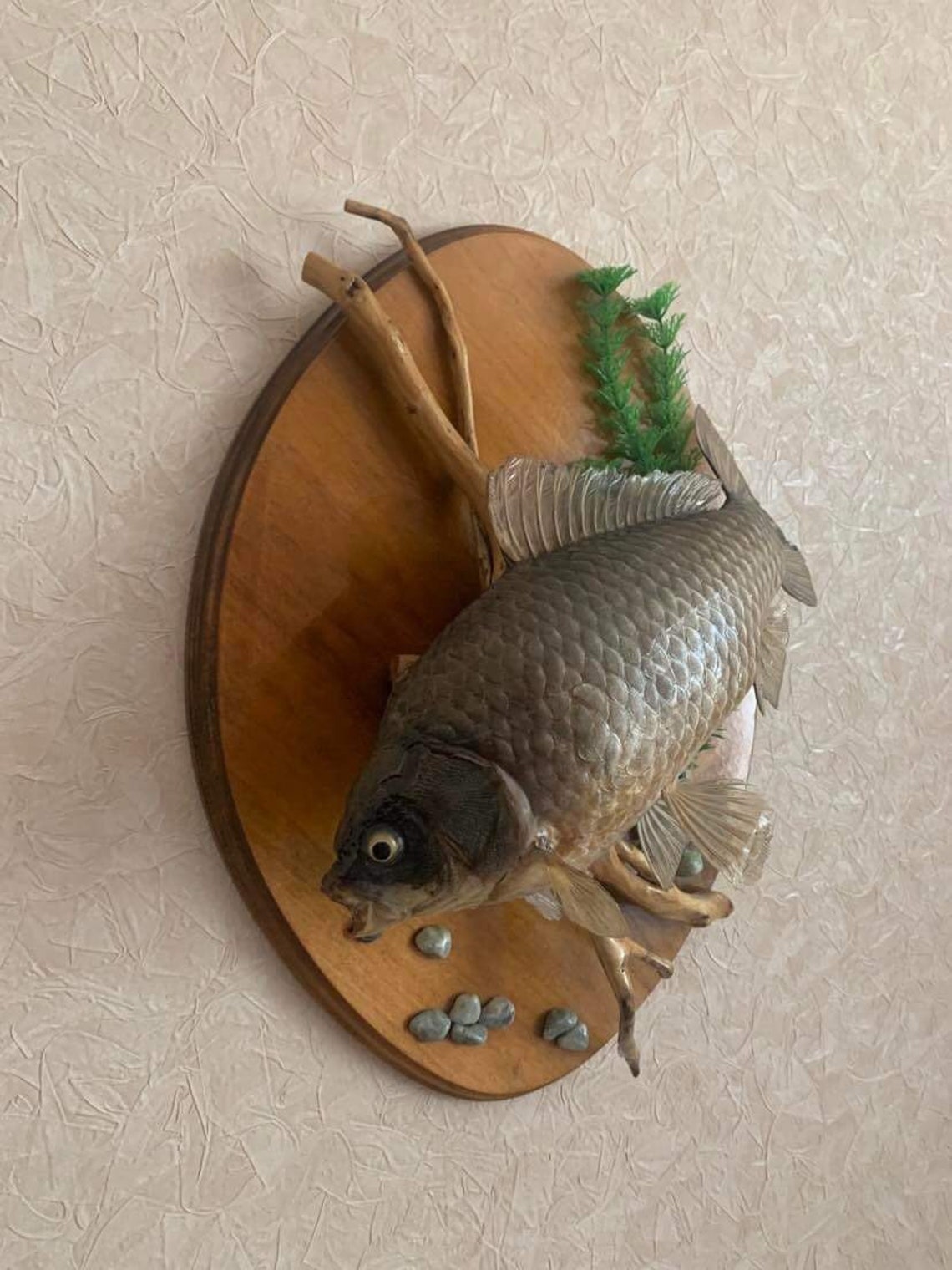 Mount 3D Carp Taxidermy - Etsy