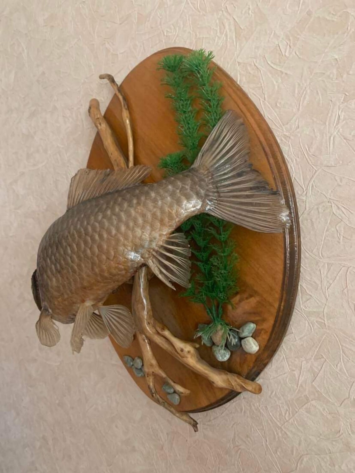 Mount 3D Carp Taxidermy - Etsy