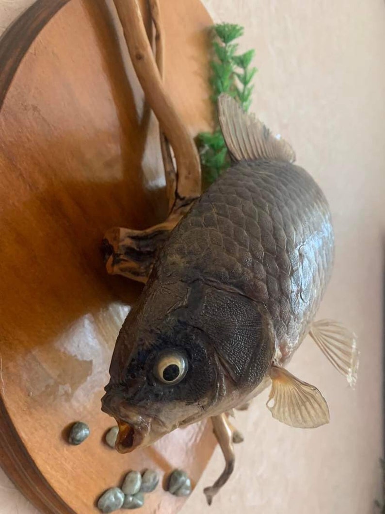 Mount 3D Carp Taxidermy - Etsy