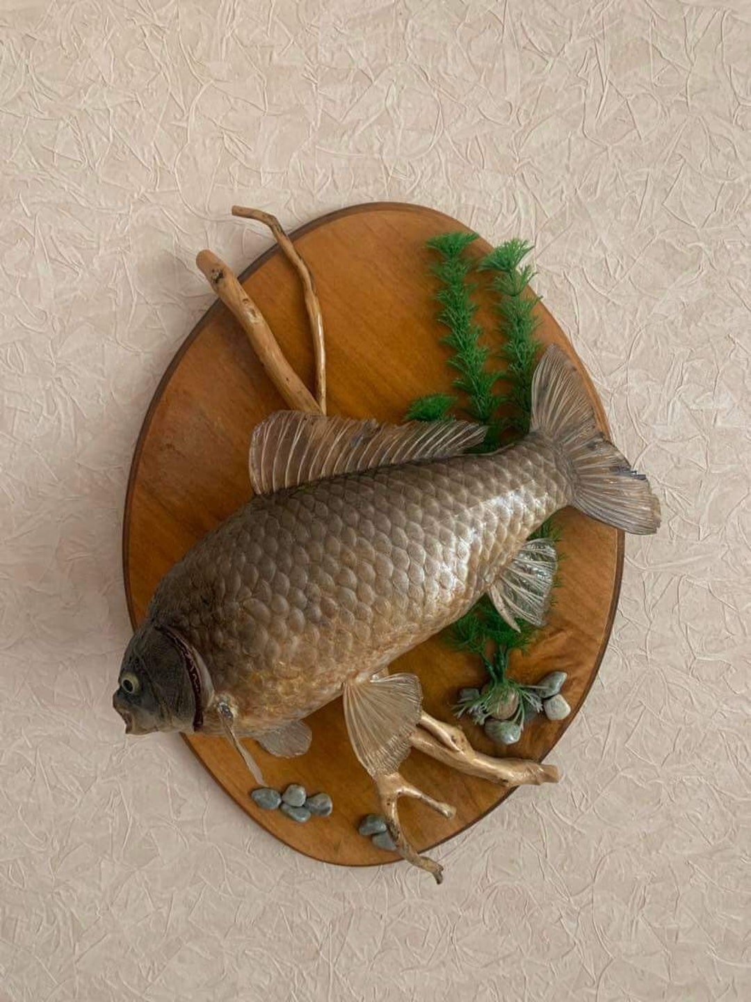 Mount 3D Carp Taxidermy - Etsy