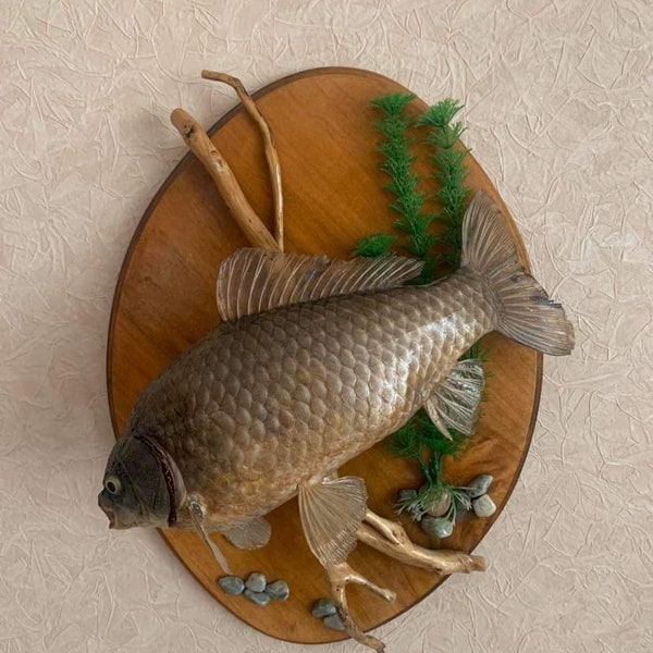 Taxidermy Board - Etsy