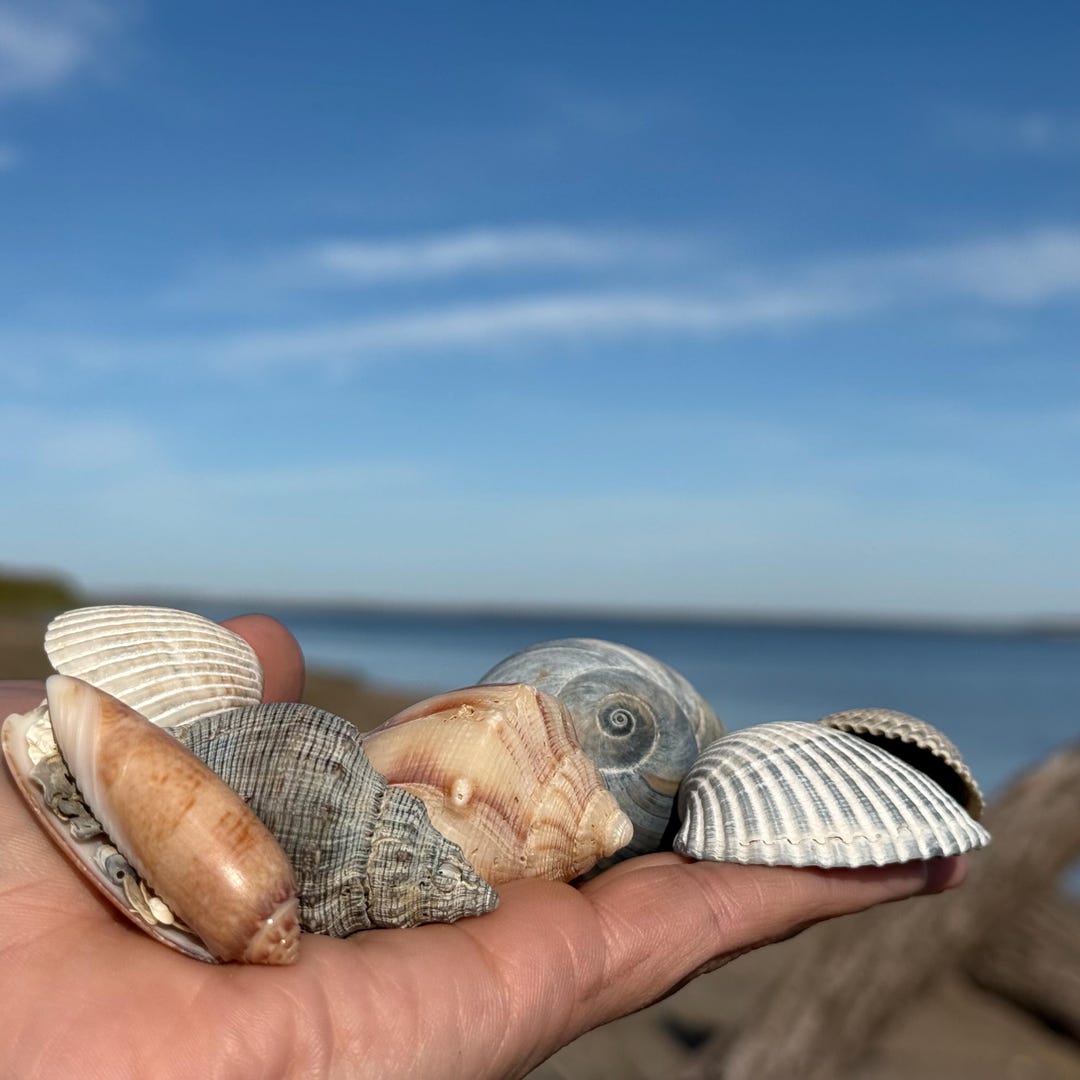 Authentic Sea Shells | Lot of 7 Variety | Louisiana Outback | Gulf of ...