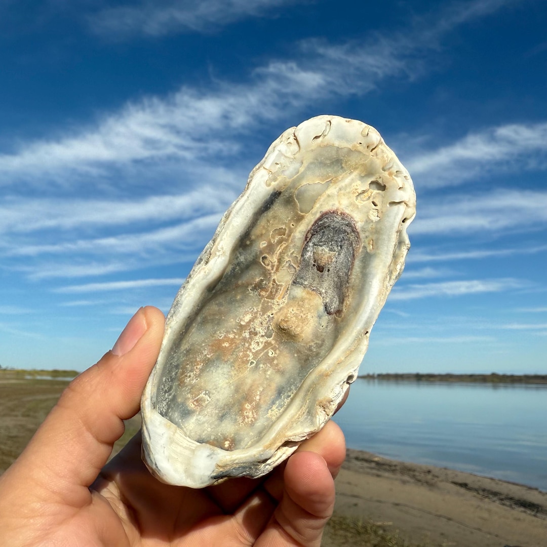 Authentic Sea Shells | Eastern Oyster | Louisiana Outback | Gulf of ...