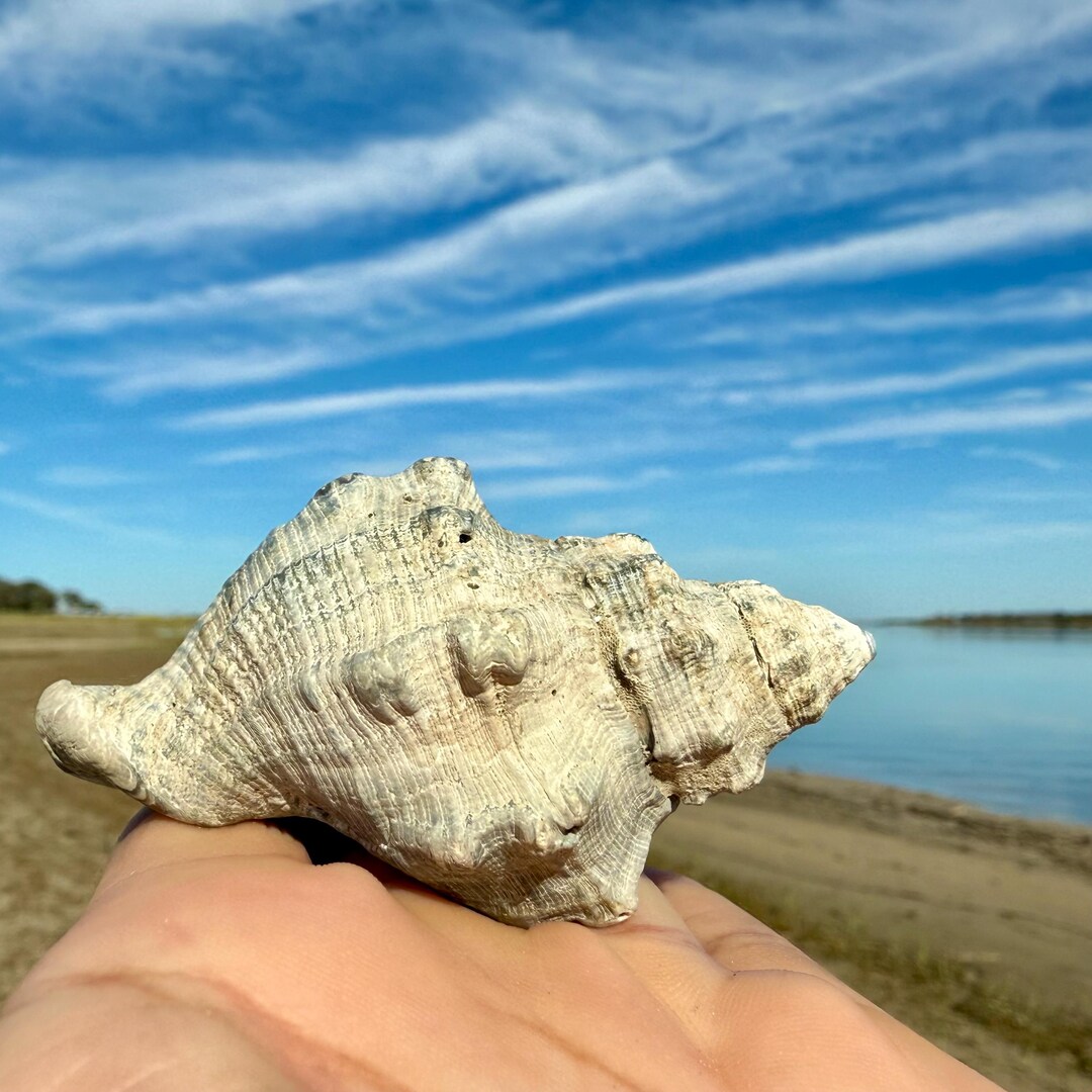 Authentic Sea Shells | Kings Crown | Louisiana Outback | Gulf of Mexico ...