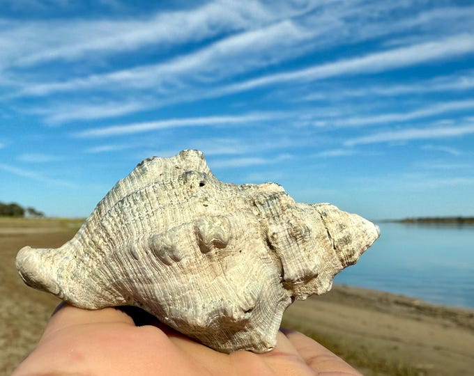 Authentic Sea Shells | Kings Crown | Louisiana Outback | Gulf of Mexico ...
