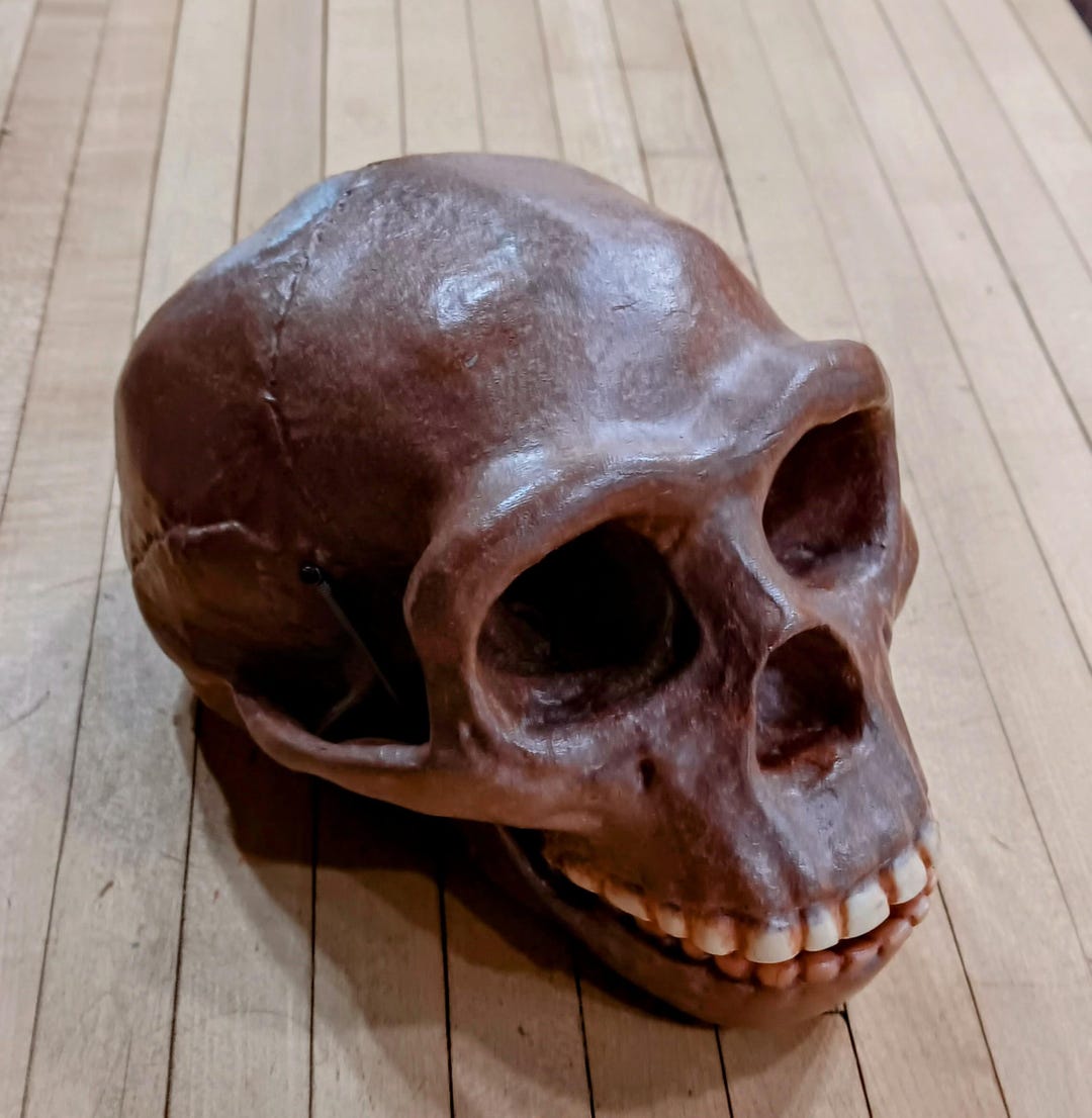 Homo Erectus Skull Model Replica Educational Anthropology Display - Etsy
