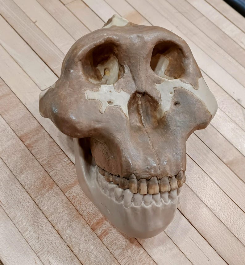 Vintage Somso Australopithecus Boisei Replica Anatomy Educational Skull ...