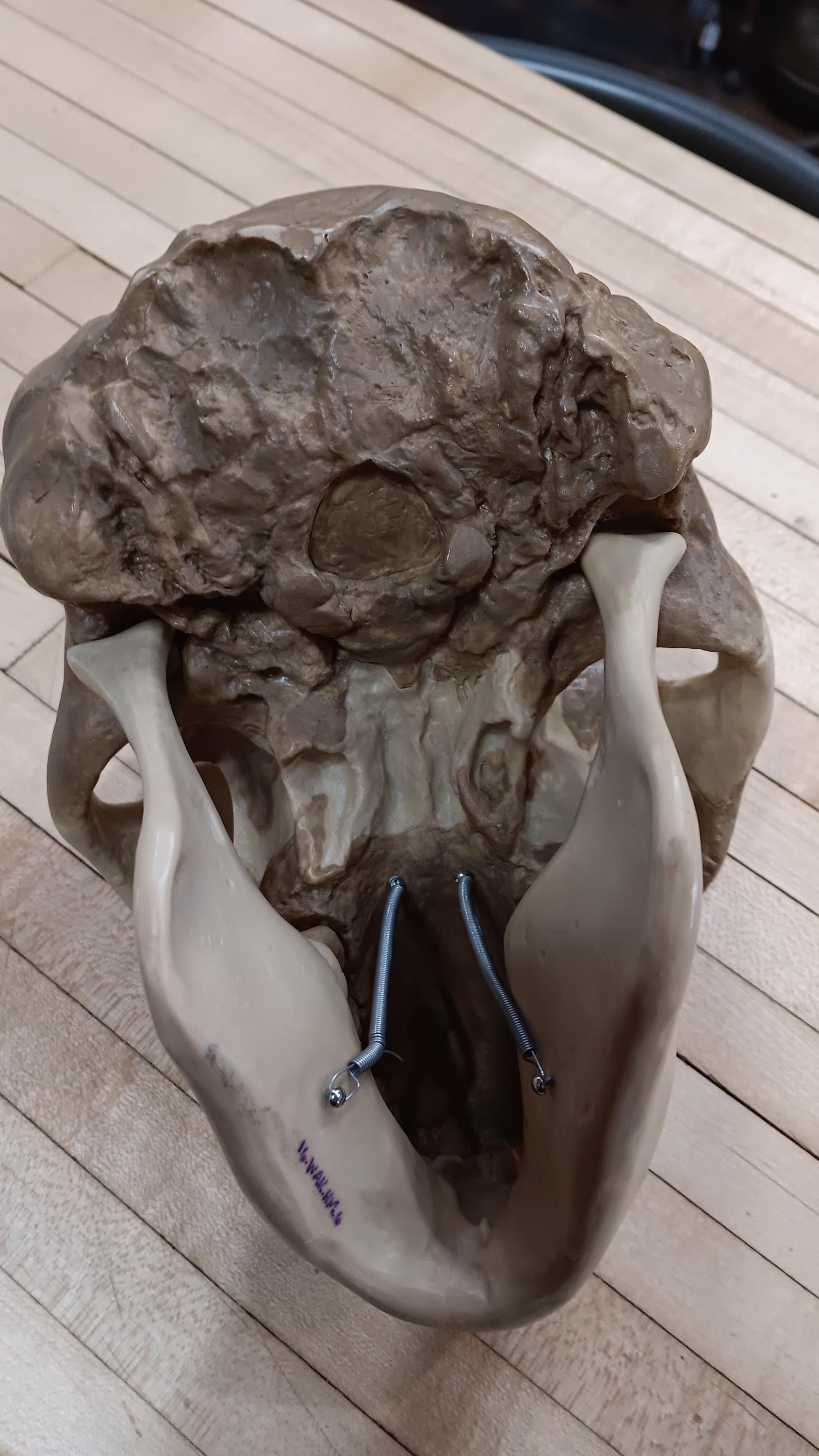 Vintage Somso Australopithecus Boisei Replica Anatomy Educational Skull ...