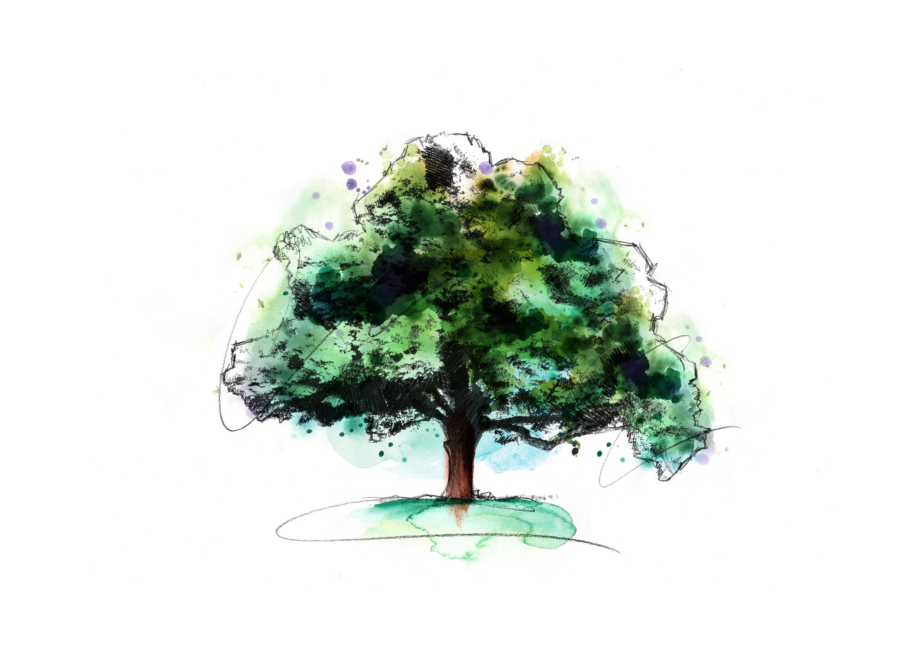 Tree Art Print, American Chestnut Tree Illustration, Botanical Drawing ...