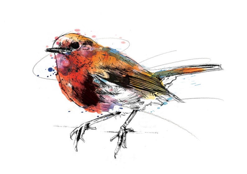 Robin Redbreast Print, Robin Illustration, Robin Drawing, Watercolour ...