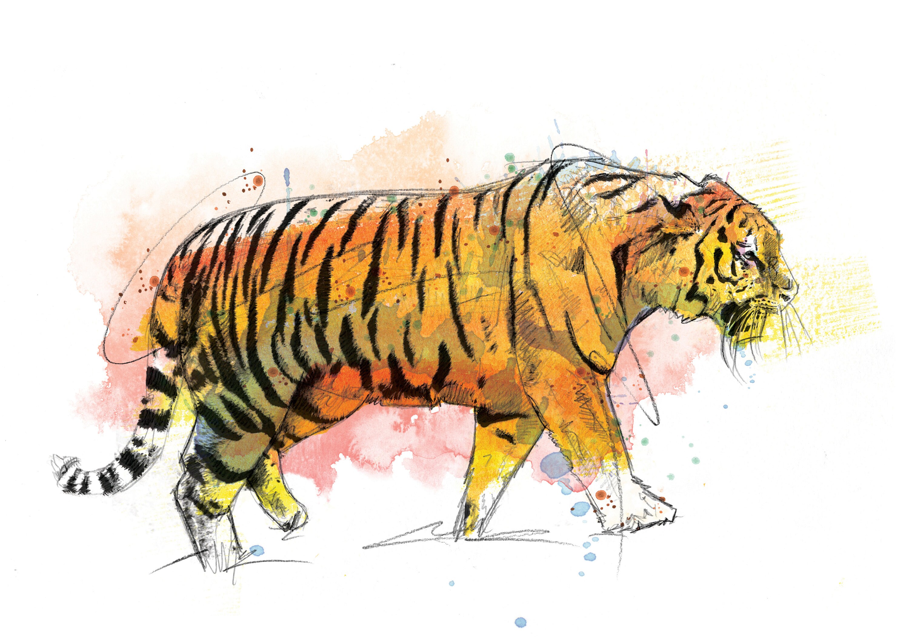 Tiger Art Print, Tiger Illustration, Drawing, Watercolour, Wildlife ...