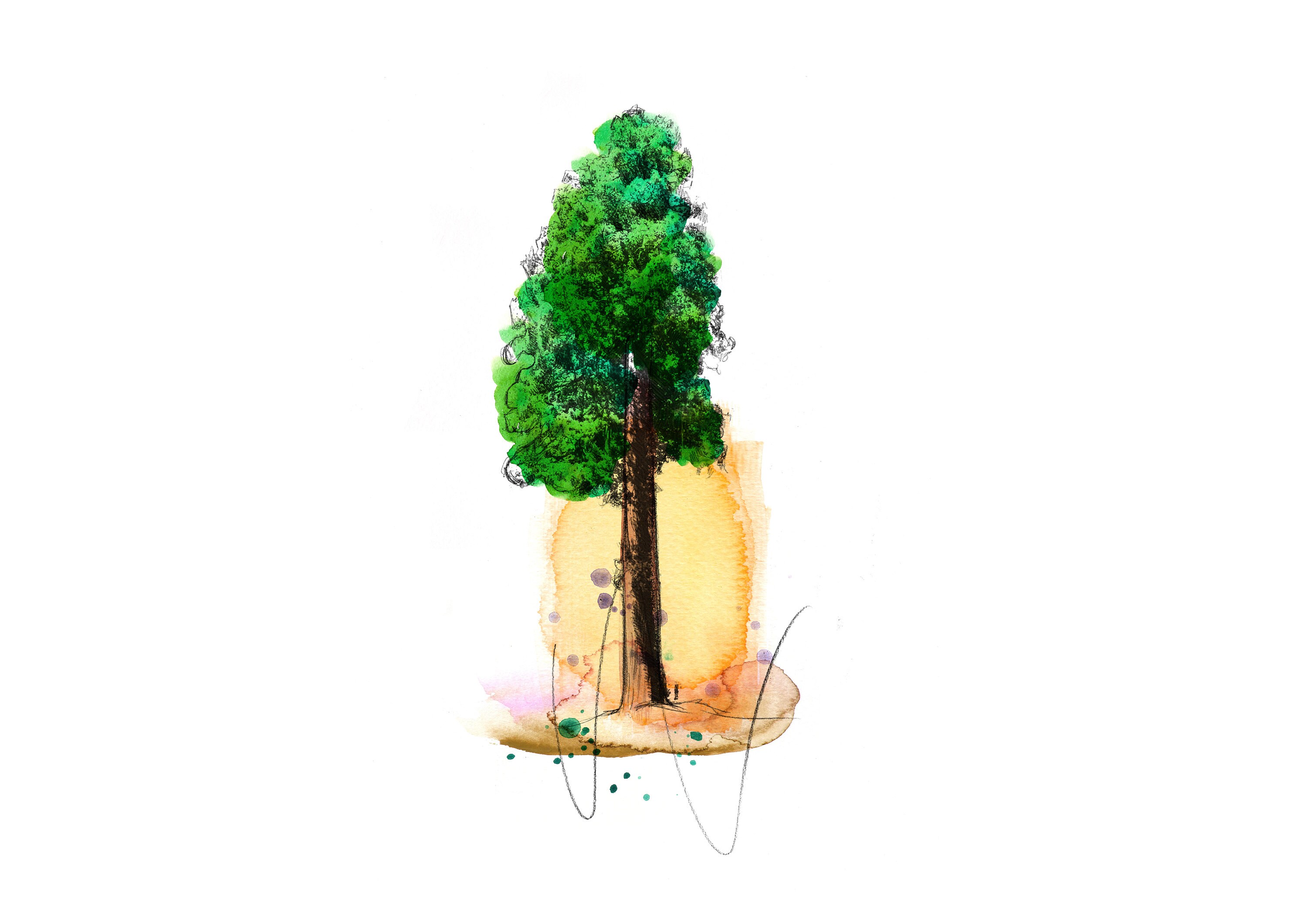 Tree Art Print, Redwood Tree Illustration, Sequoia, Botanical Drawing ...
