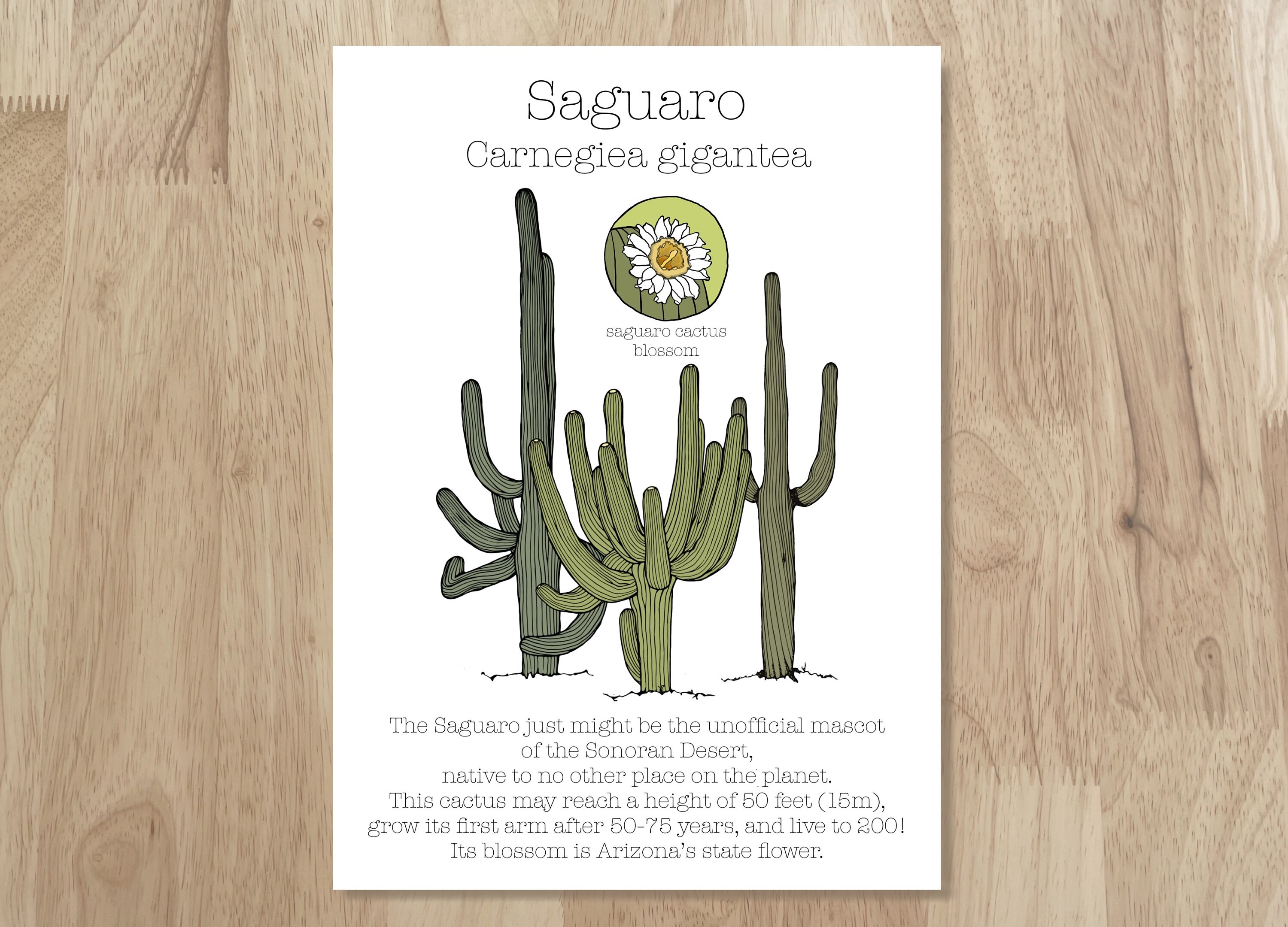 Set of 5 Desert Botanical Note Cards. "everyday" Cards Featuring Unique ...