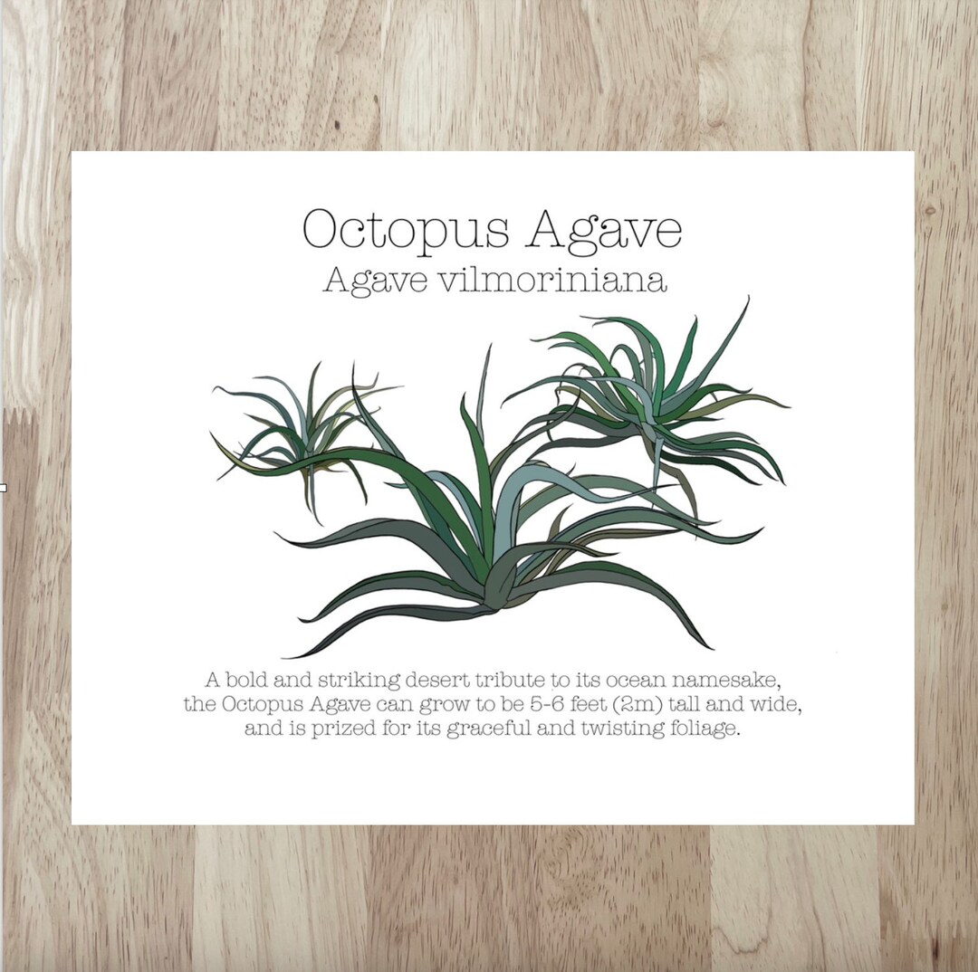 Octopus Agave 8x10 Archival Botanical Print. Fun - Etsy