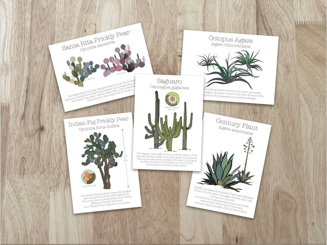 Set of 5 Desert Botanical Note Cards. "everyday" Cards Featuring Unique ...