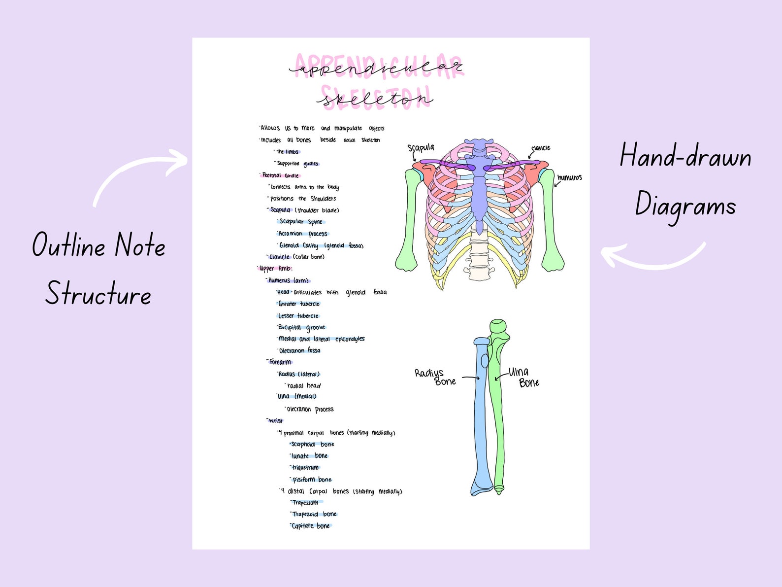 Anatomy Skeletal System Notes Bones Axial Skeleton Appendicular ...