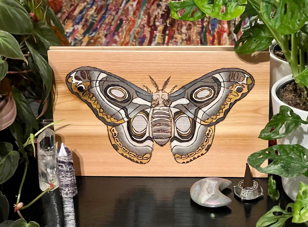 Hand-burned Epiphora Mythimnia - White Ringed Atlas Moth Art on Poplar ...