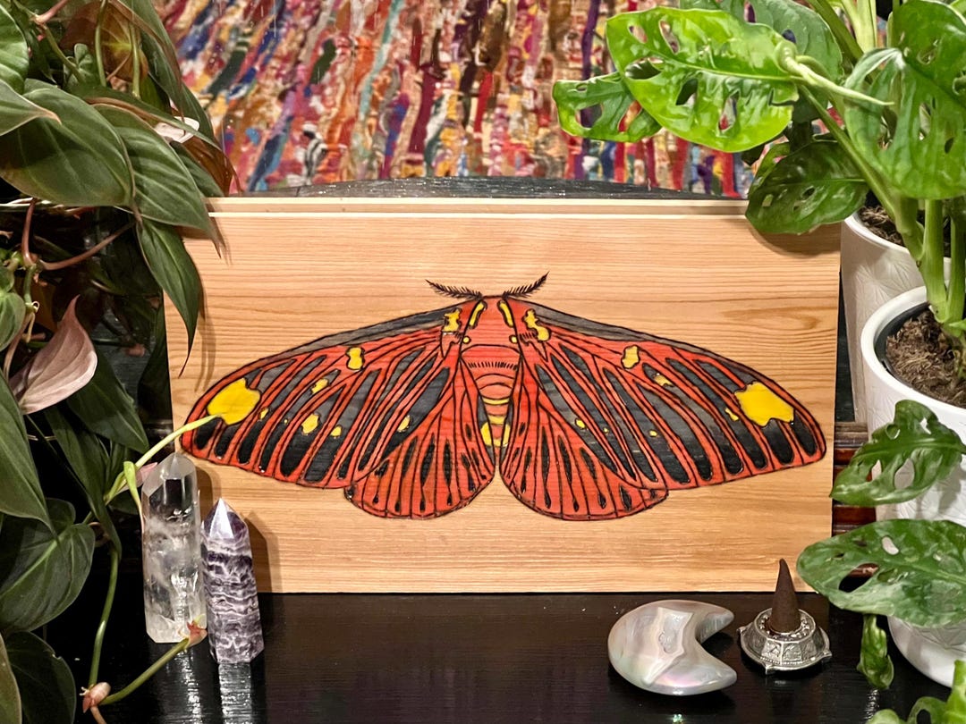 Hand-burned Citheronia Regalis - Regal Moth Art on Poplar Wood – Custom ...