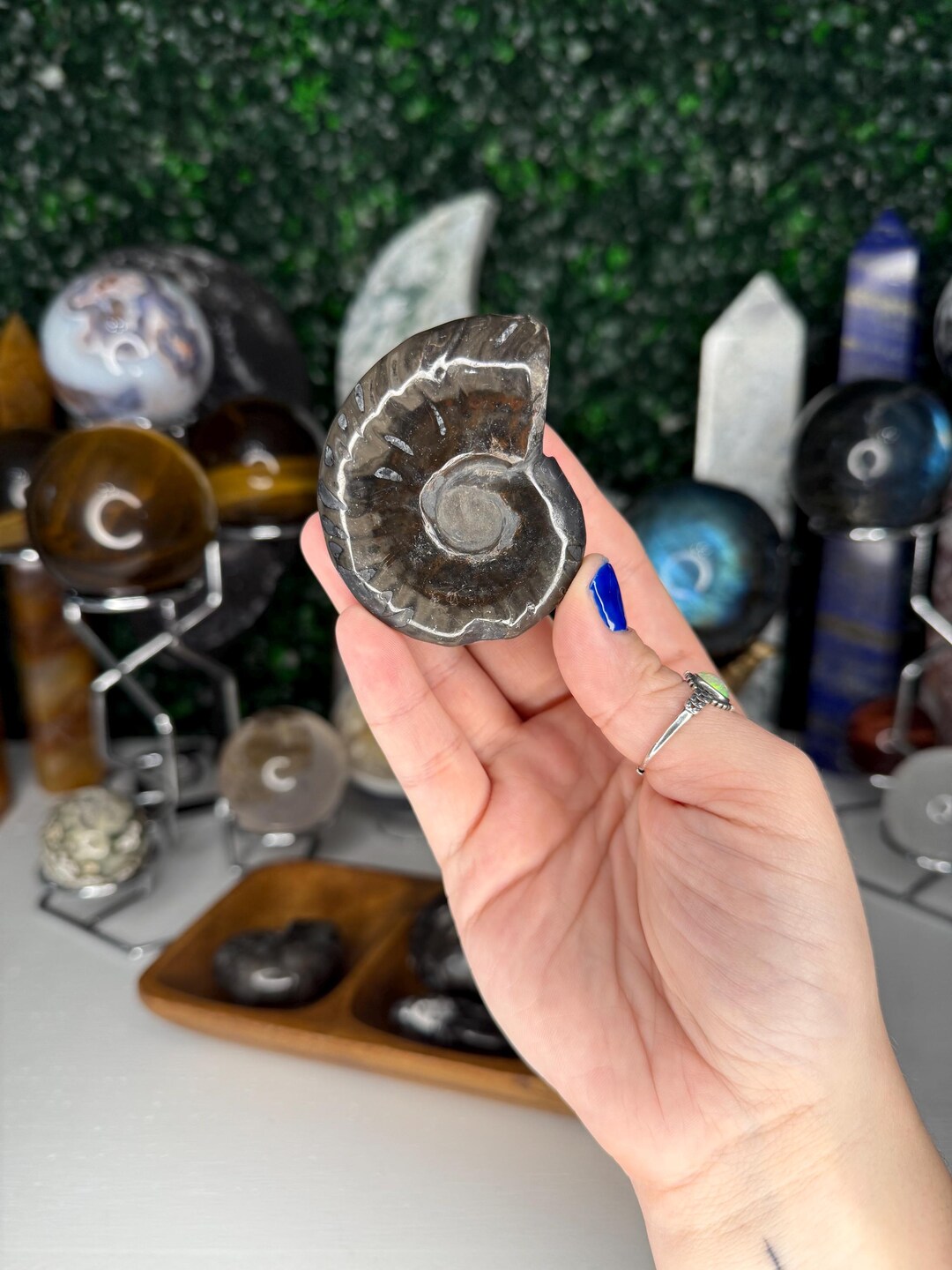 Black Ammonites | Ammonite Fossil, Spiral, Imperfect, Metaphysical Gift ...