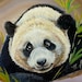 Custom Hand Painted Panda Stone, Realistic, Panda, Agate, Metaphysical ...