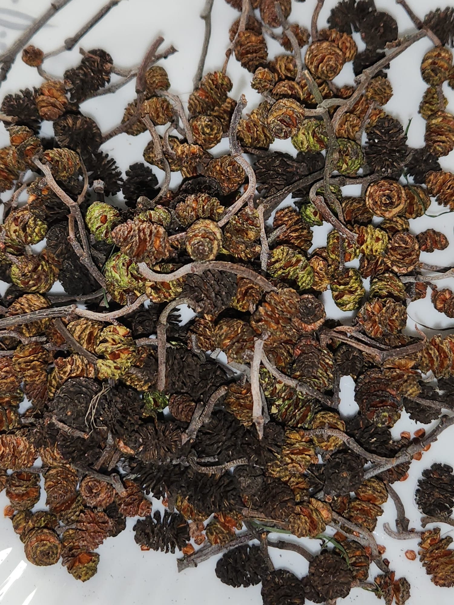 Alder Cones 70 Pieces Magickal Dried Alder Cones, Tiny Cones for Spells ...