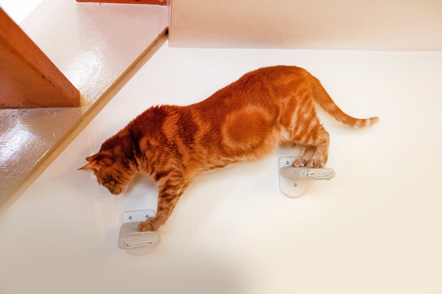 Cat Steps | Cat Wall Ladder - Eco Friendly Material - Animal Safe ...