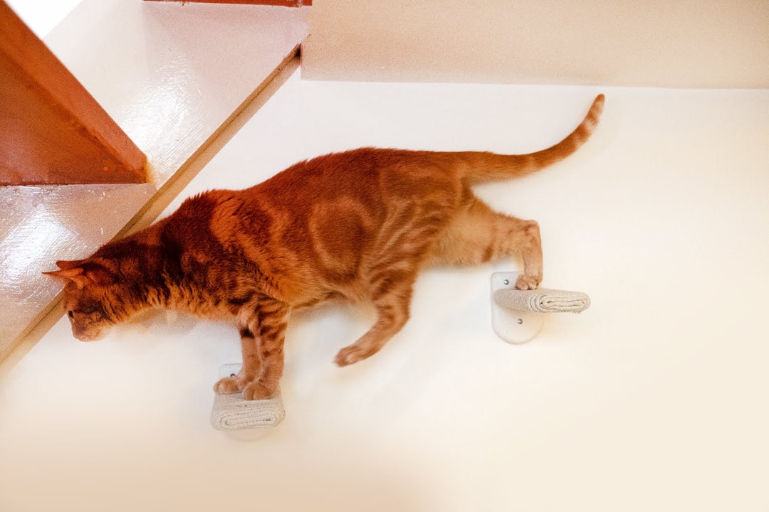 Cat Steps | Cat Wall Ladder - Eco Friendly Material - Animal Safe ...