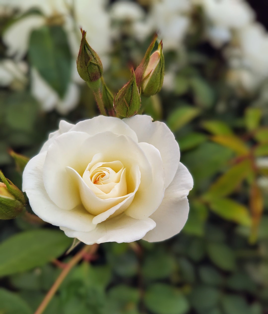 Printable White Rose, Botany, Flower, Rose - Etsy