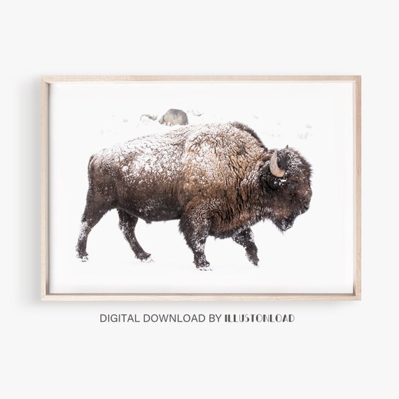 Bison Poster Bison Wall Art Bison Printable Buffalo Wall - Etsy