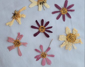 Pressed Dried Sulphur Cosmos With Stems for Floral Art Craft Resin Cast ...