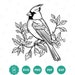 Cardinal Bird Silhouette, Bird SVG, Pdf, Dxf, Png, Bird Clipart, Bird ...