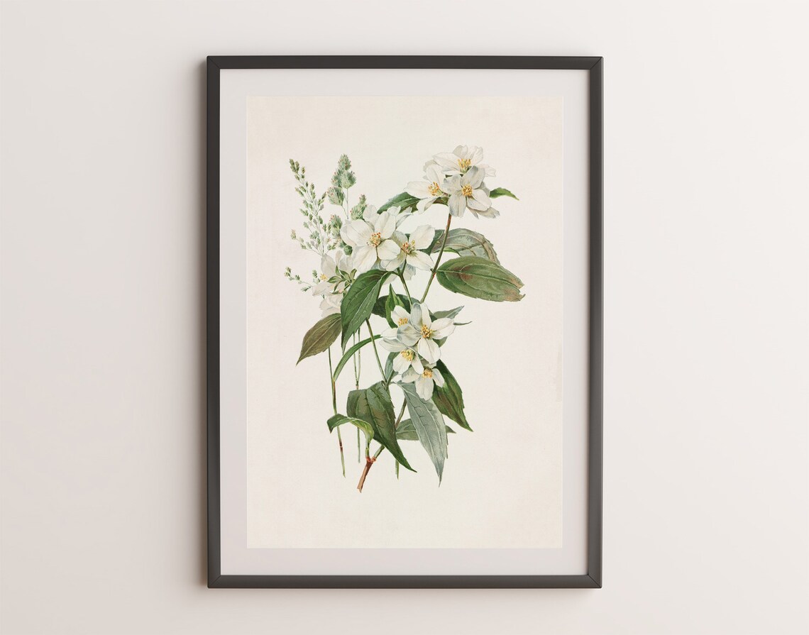 Vintage Botanical Print Flower Illustration Antique Floral - Etsy