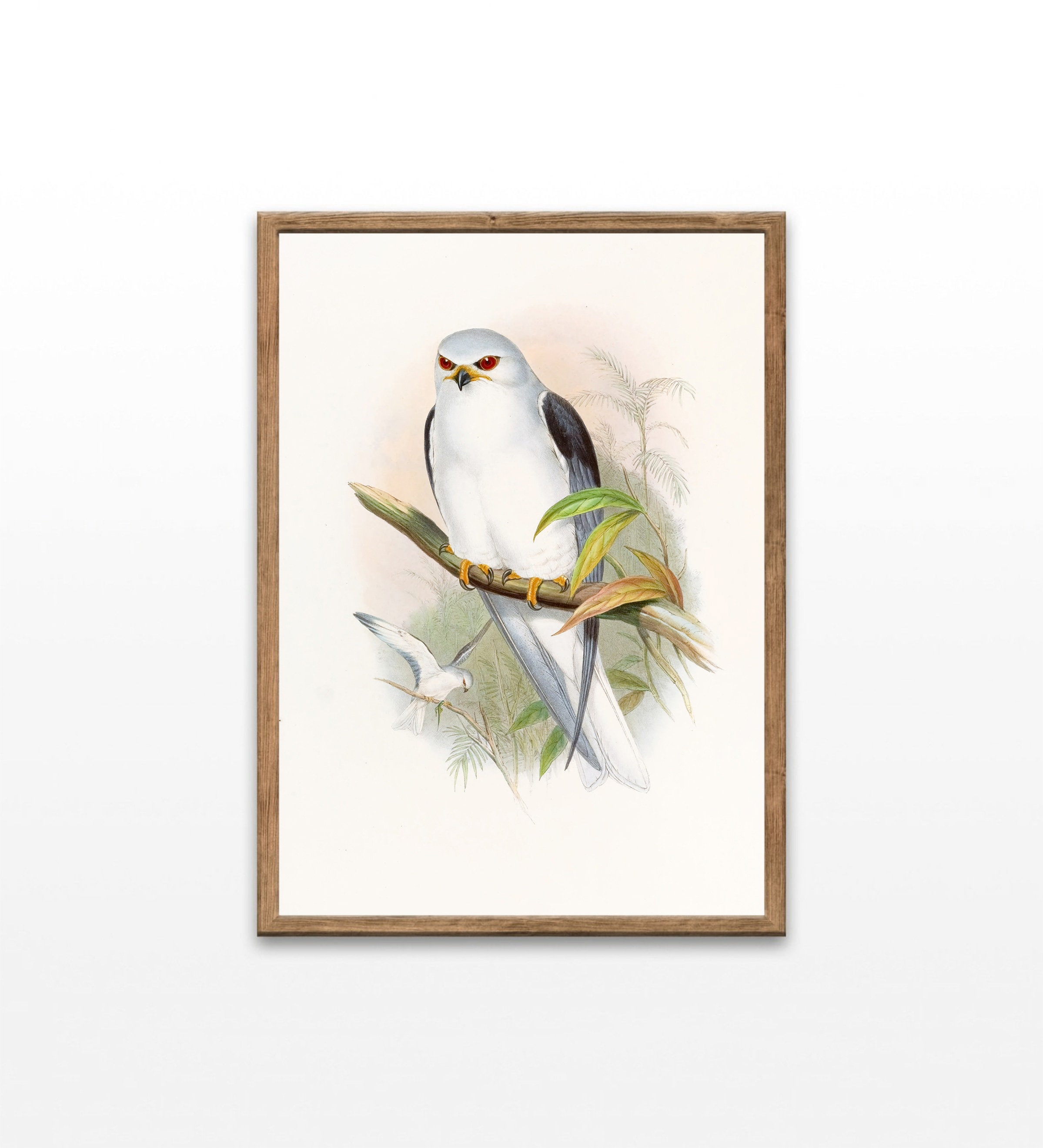 Vintage Bird Print: Elanus Caeruleus Illustration (downloadable Prints ...