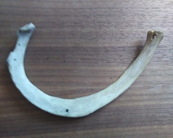 Fake Human Ribs | Etsy