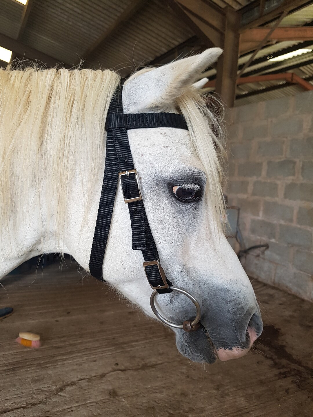 CROWN BRIDLE Shetland, Small Pony, Pony, Cob, Full Size Webbing ...
