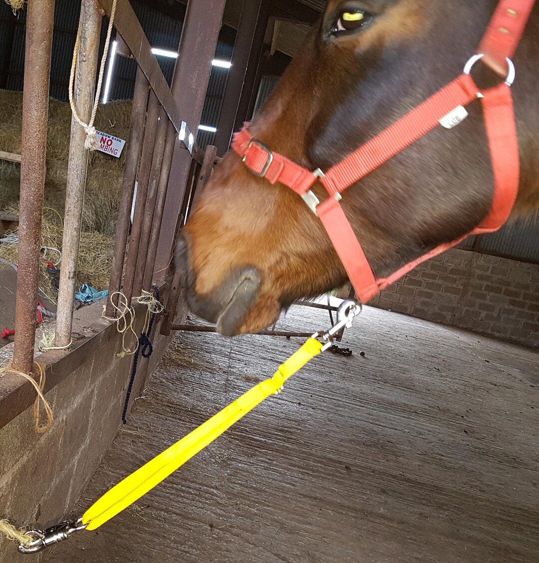 STABLE TIE QUICK Release for Stall, Trailer or Lorry to Tie Equine or ...