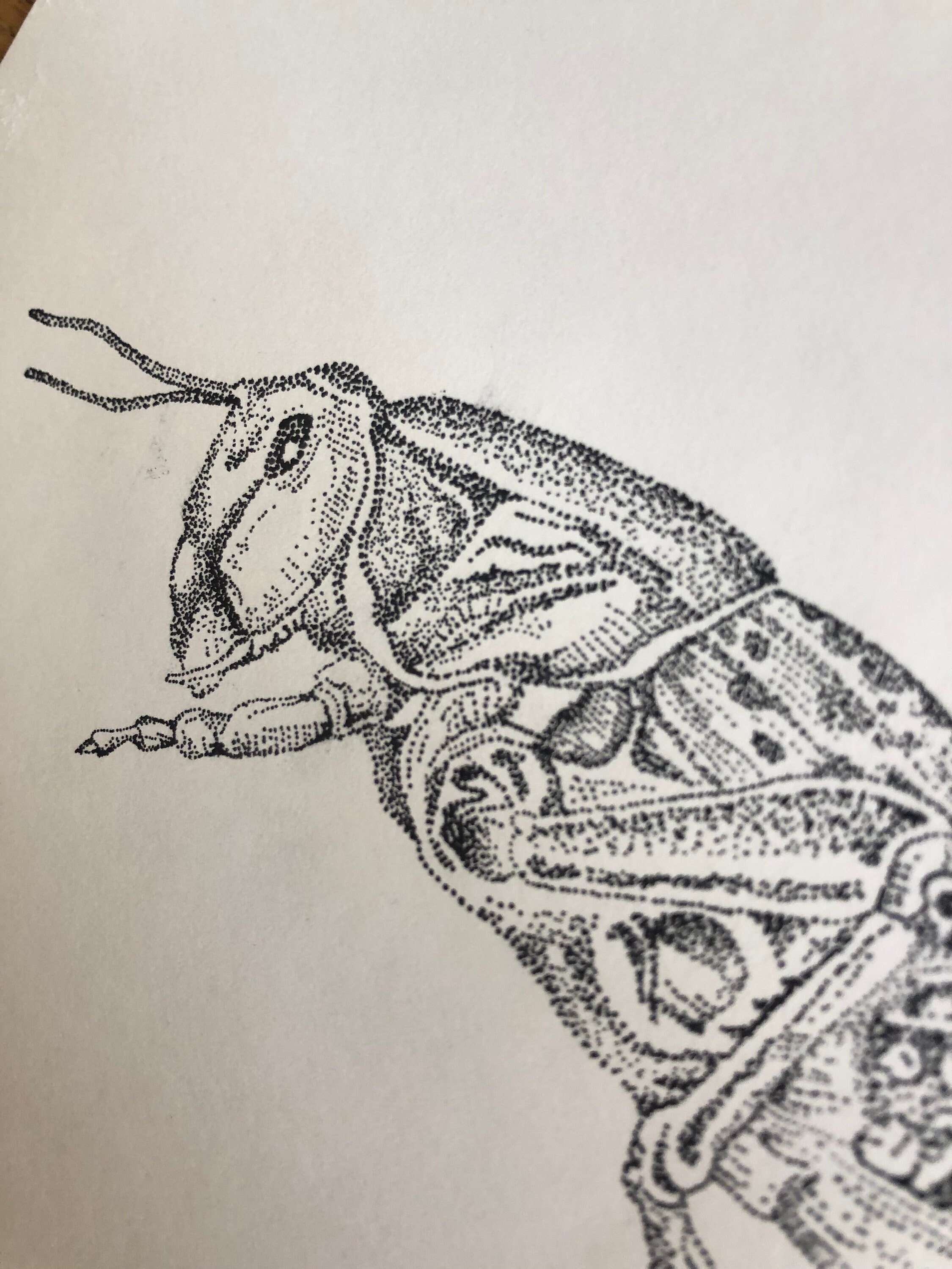 Grasshopper Art Printable - Etsy