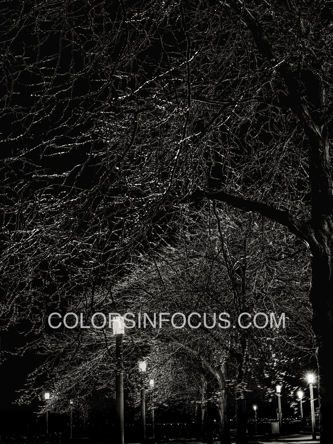 Ice Storm Trees - Etsy