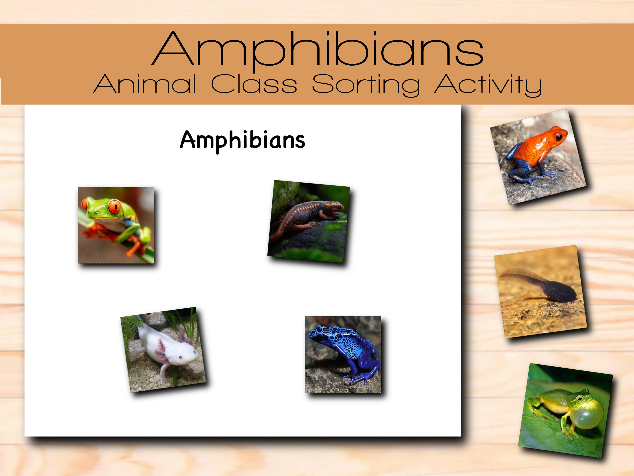 Amphibians Animal Class Sorting Activity Montessori - Etsy