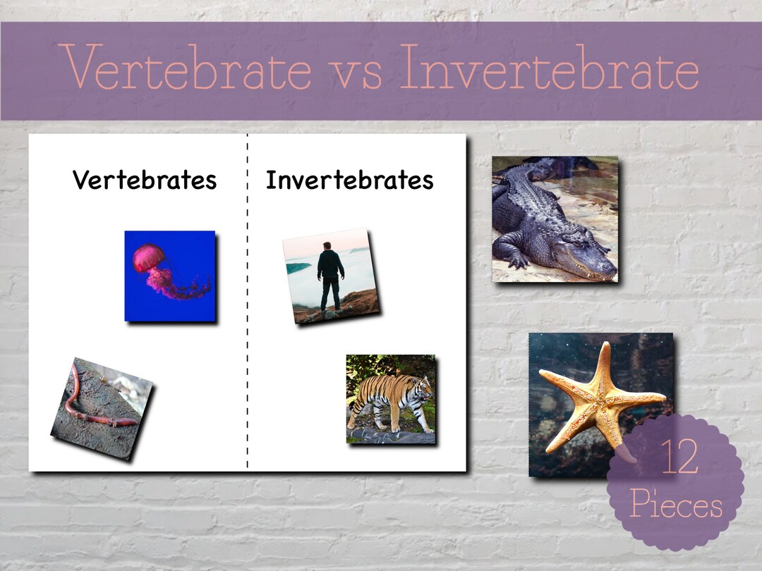 Vertebrate or Invertebrate Sorting Activity, Montessori Materials for ...