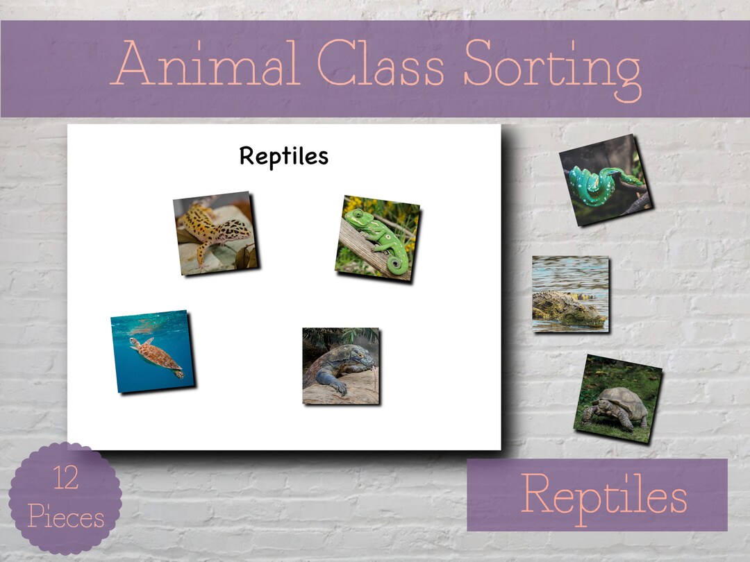 Reptiles Animal Class Sorting Activity - Etsy