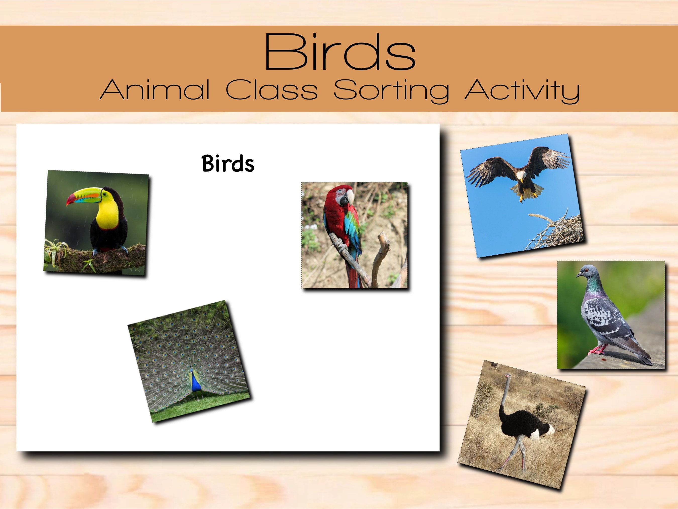 Birds Animal Class Sorting Activity Montessori Printable - Etsy