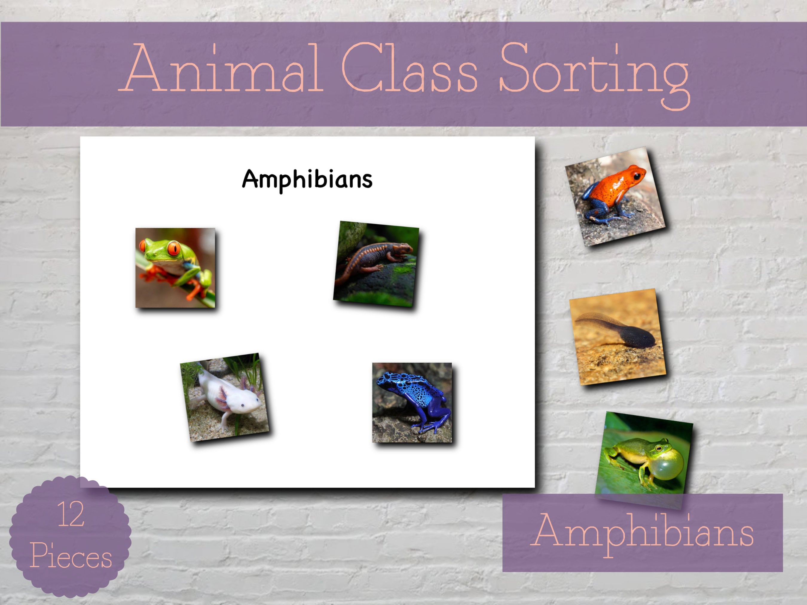 Amphibians Animal Class Sorting Activity Montessori Printable - Etsy