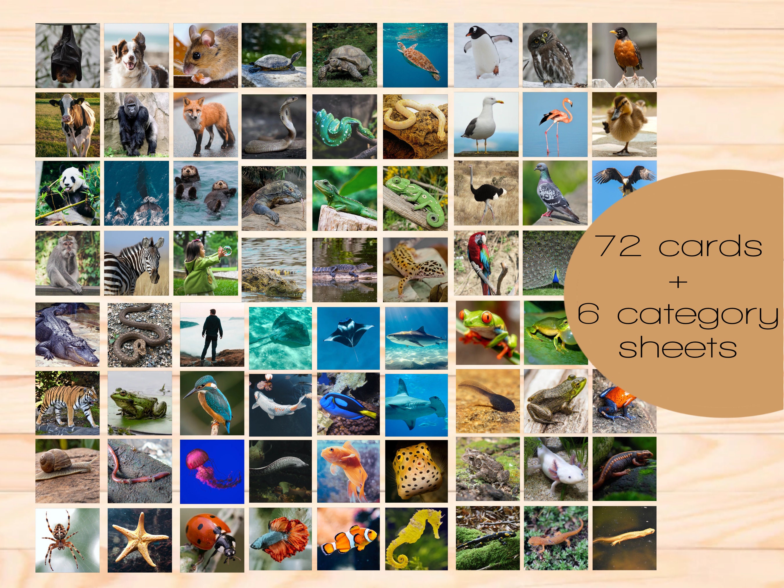 Animal Class Sorting Activity Bundle Montessori Printable - Etsy